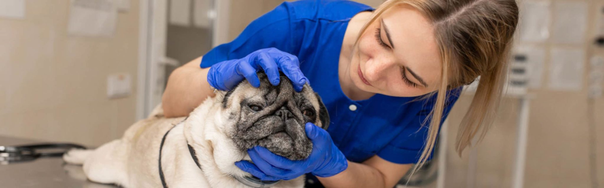 ¿Qué puede hacer un auxiliar de veterinaria? - Escuela Inenka